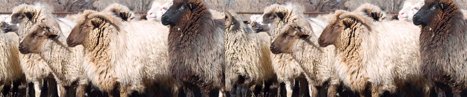 Two Grey Hills Navajo Rug | Perry Null Trading – Perry Null Trading Co